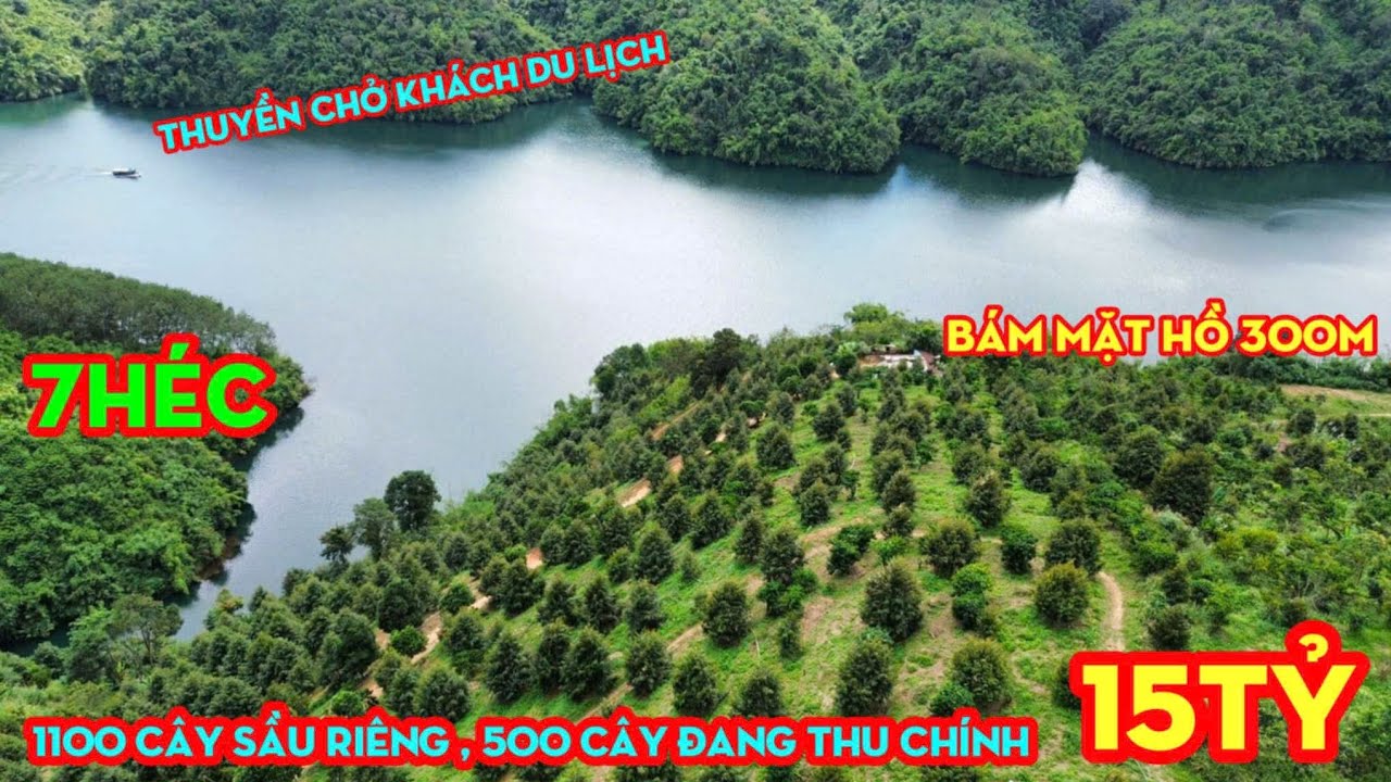 Bán vườn Sầu Riêng Thu Khủng 11OO cây,bám mặt hồ Ở Hạ Lưu Tà Đùng,tổng ...