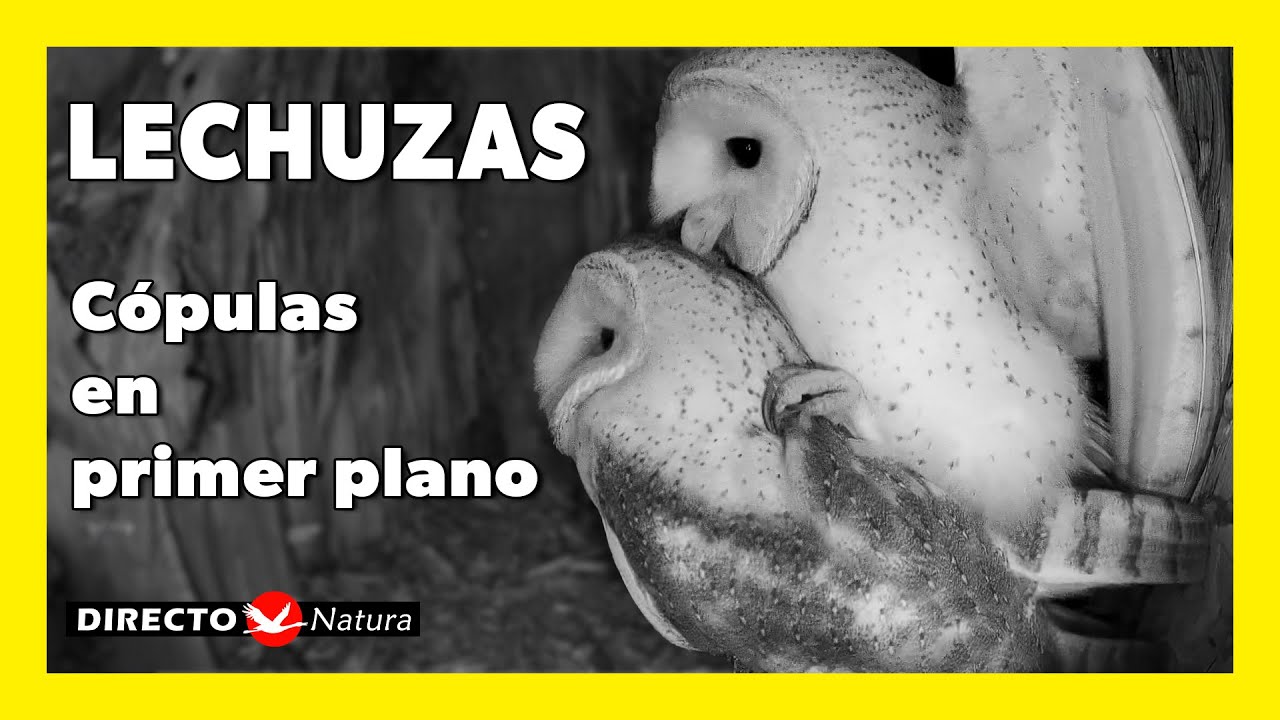 🦉 Lechuzas copulando sin parar | ️ 1ª noche dentro - YouTube