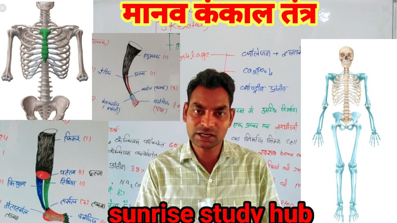 कंकाल तंत्र! kankal tantra! Manav kankal tantra! skeleton system!bone ...