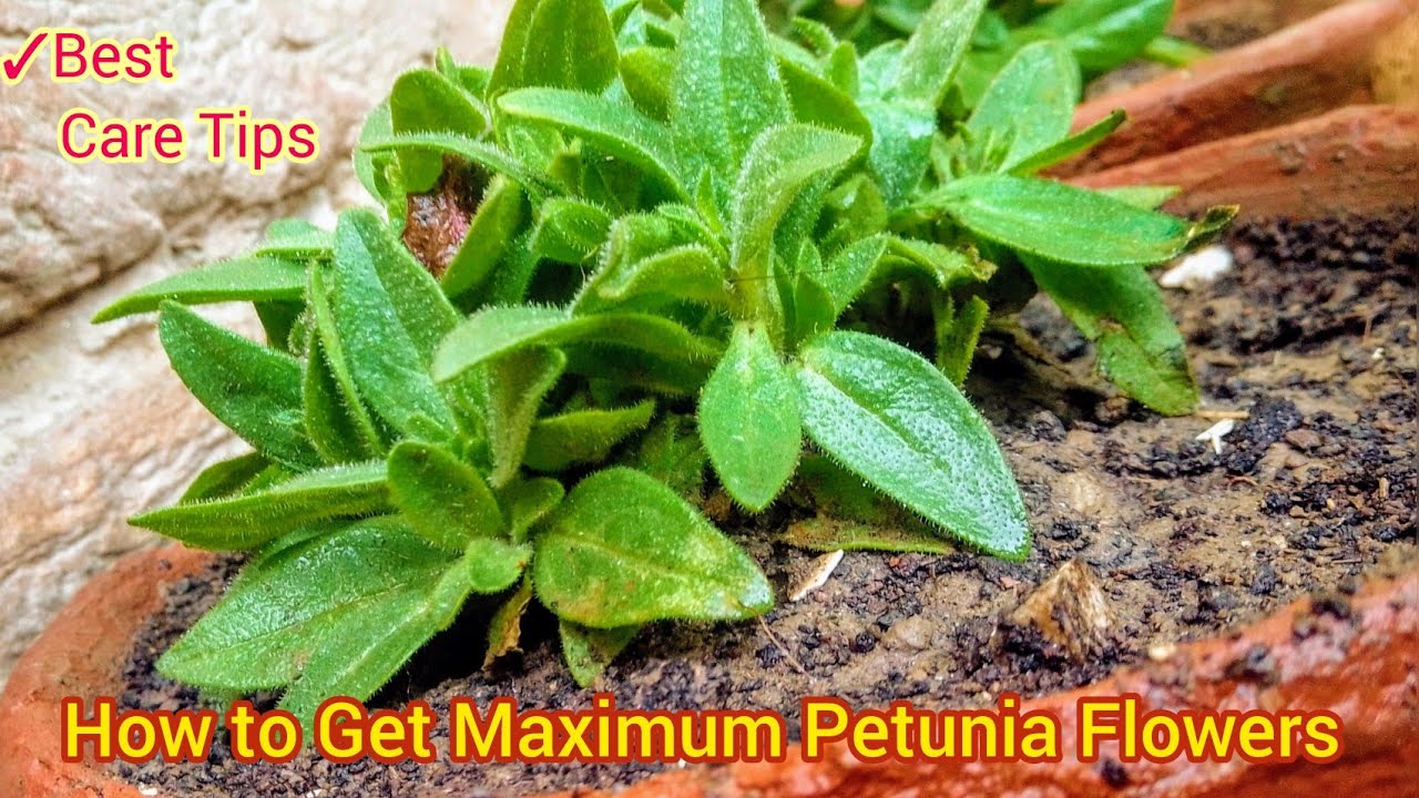 Best Care Tips to Grow Petunia plant- How to Grow Petunia Flowers- Care ...