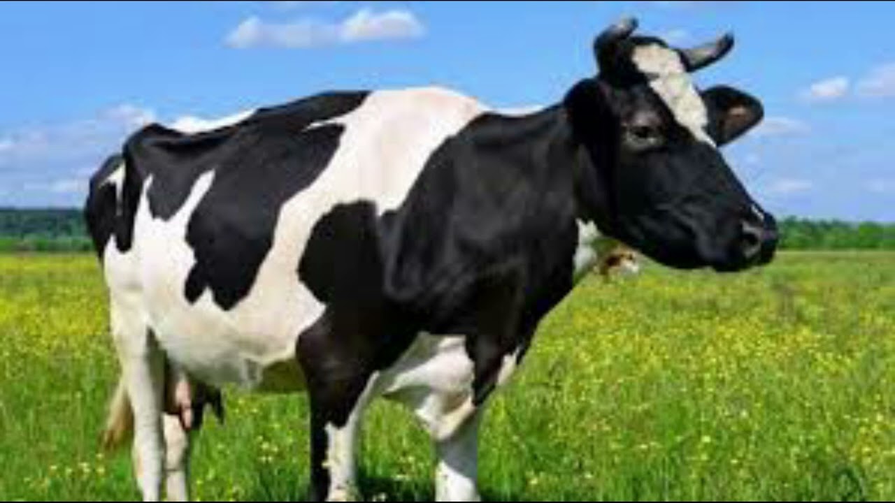 Vaca mimosa - YouTube