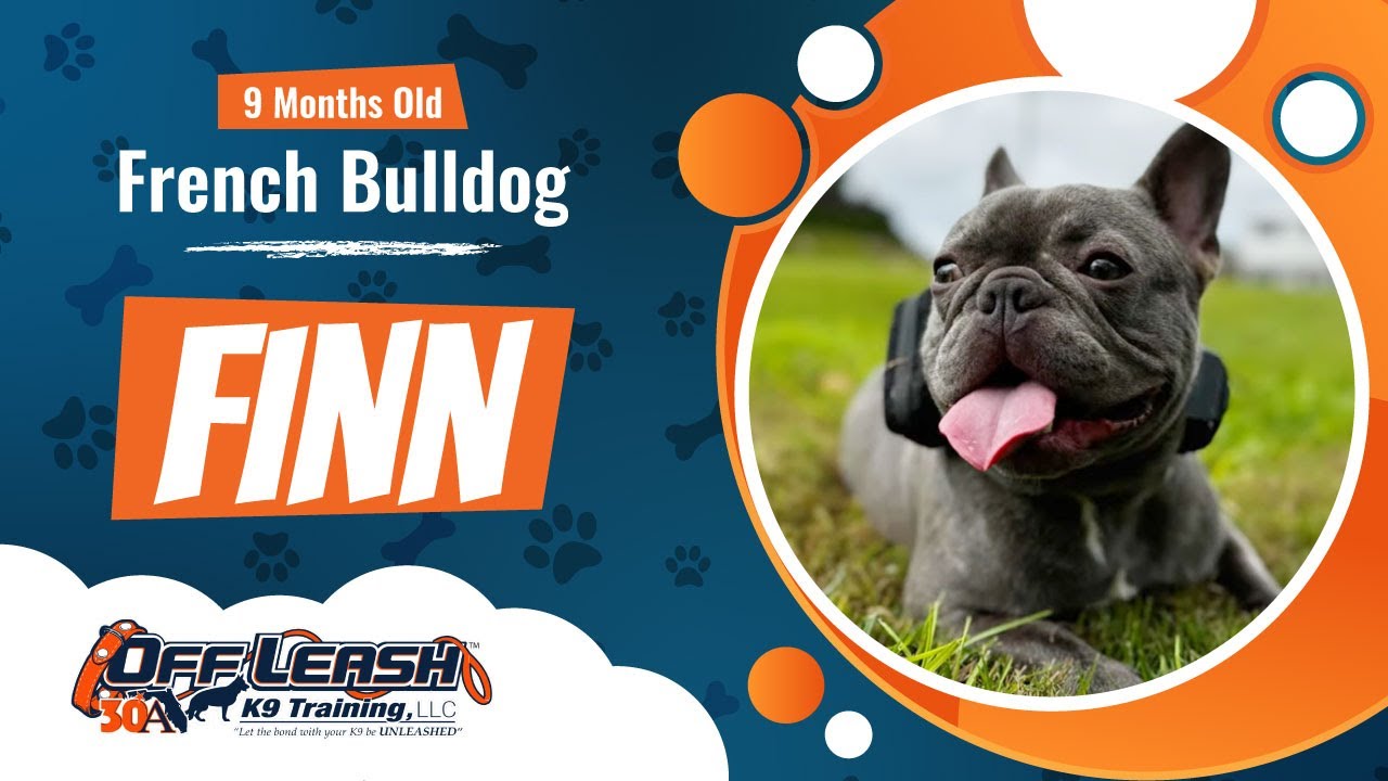 9 Month Old French Bulldog-Finn-Community K9-Best Dog Trainers Florida ...