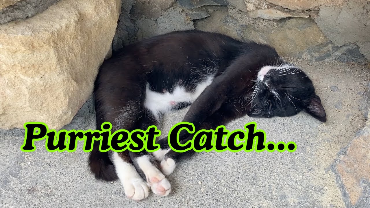 😻 Beautiful stray village Cats - YouTube