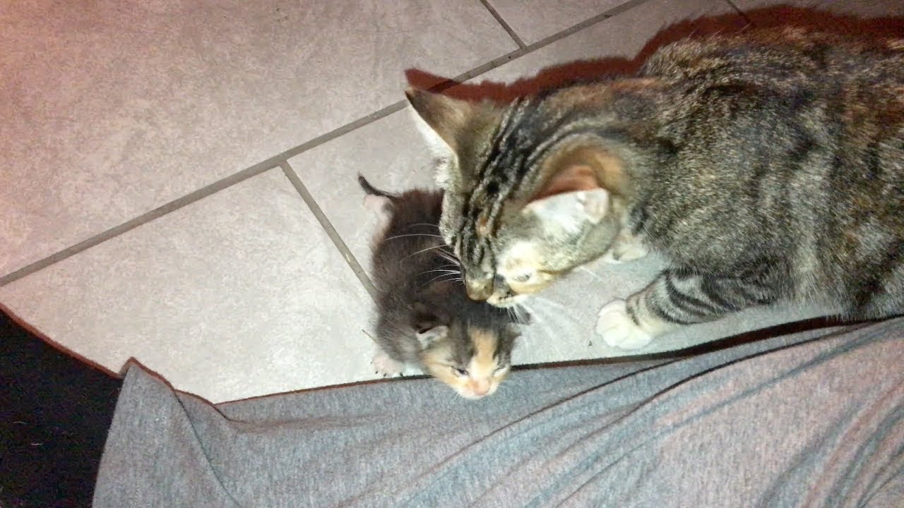 Cutest Baby Kitten Meow - YouTube