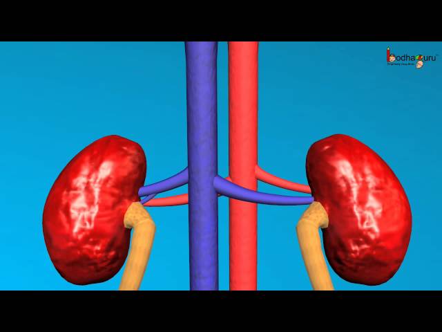 Excretory System Cartoon Google Lens Search What You See