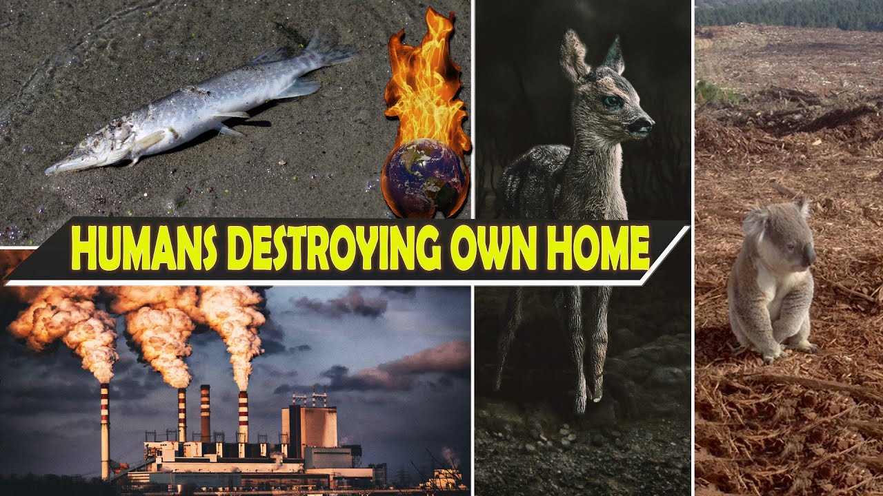 From Forests to Plastic Seas: How Humans Are Destroying the Earth - YouTube