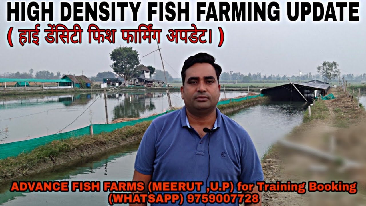 High Density Fish farming - YouTube