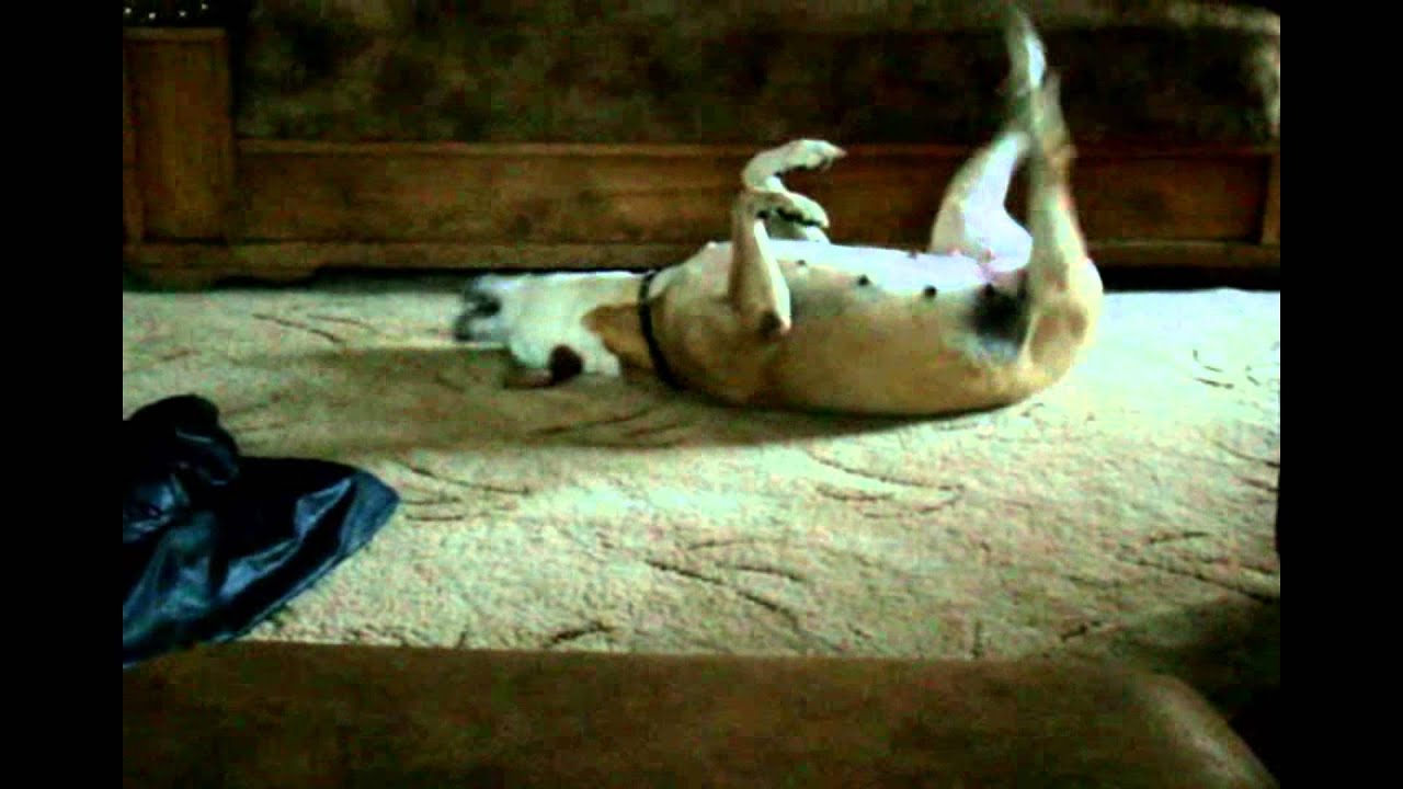 Funny Dumb Dogs - YouTube