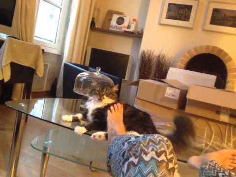 Funny Cat smelly feet - YouTube
