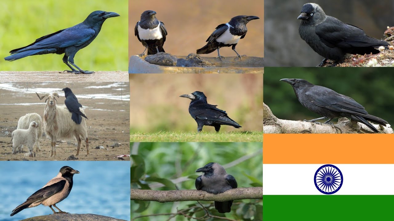 Different Types Of Crow Species In India 🇮🇳 - YouTube