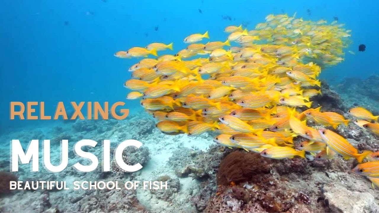 🟣NATURE’S MOST BEAUTIFUL SCHOOL OF FISH SWIM + RELAXING MUSIC | AQUATIC ...