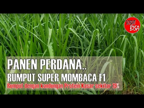 Panen Rumput Mombaca F1 - YouTube