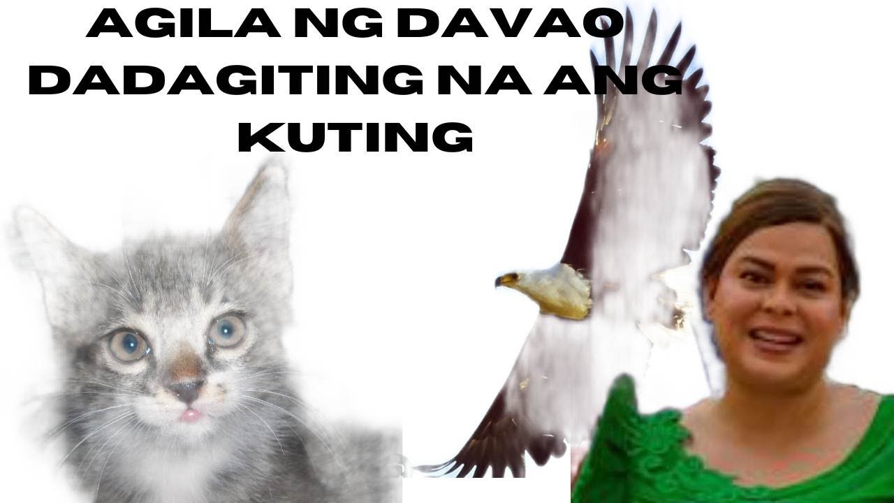 agila ng davao dadagitin na ang kuting ng norte - YouTube