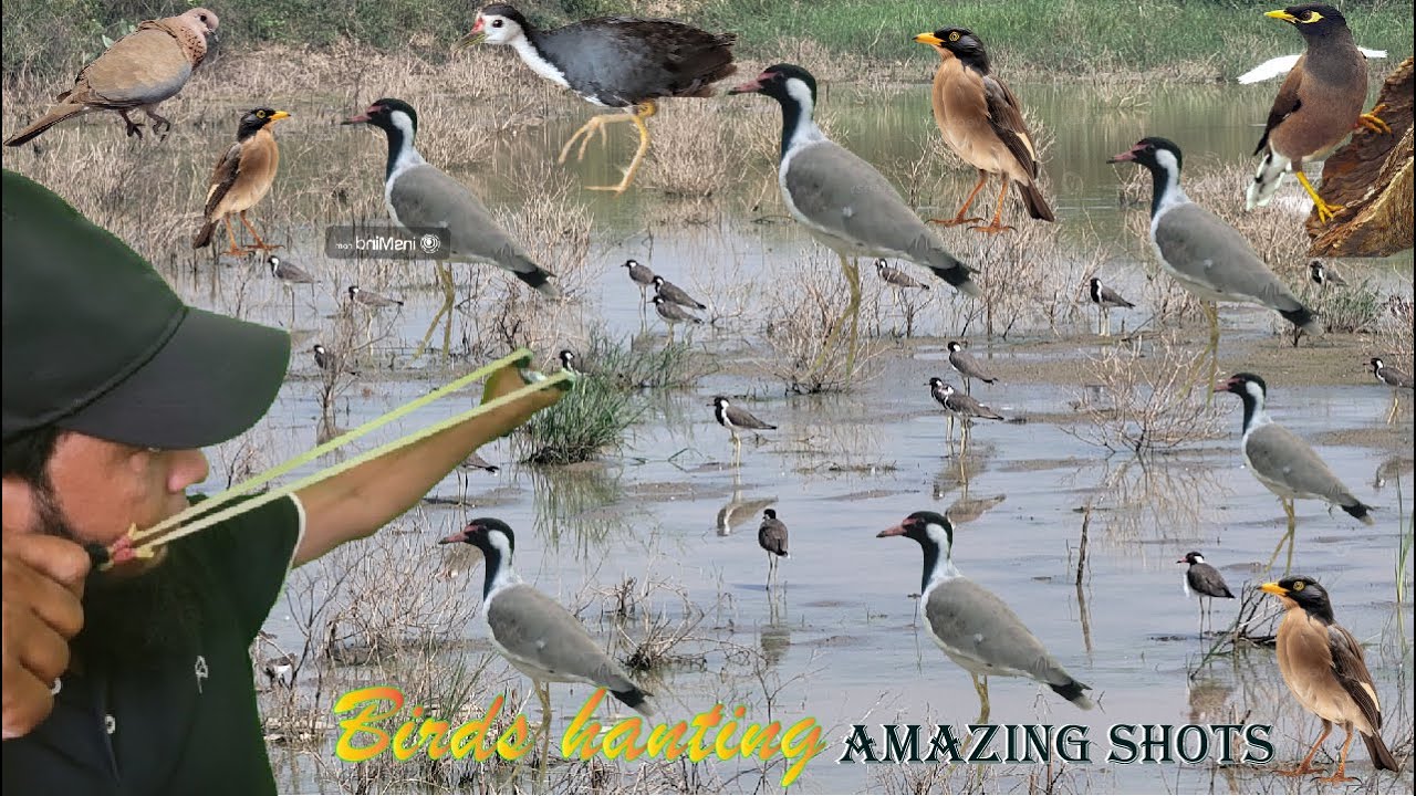 Birds hunting with slingshot in jungle ! boom boom hunting shot - YouTube