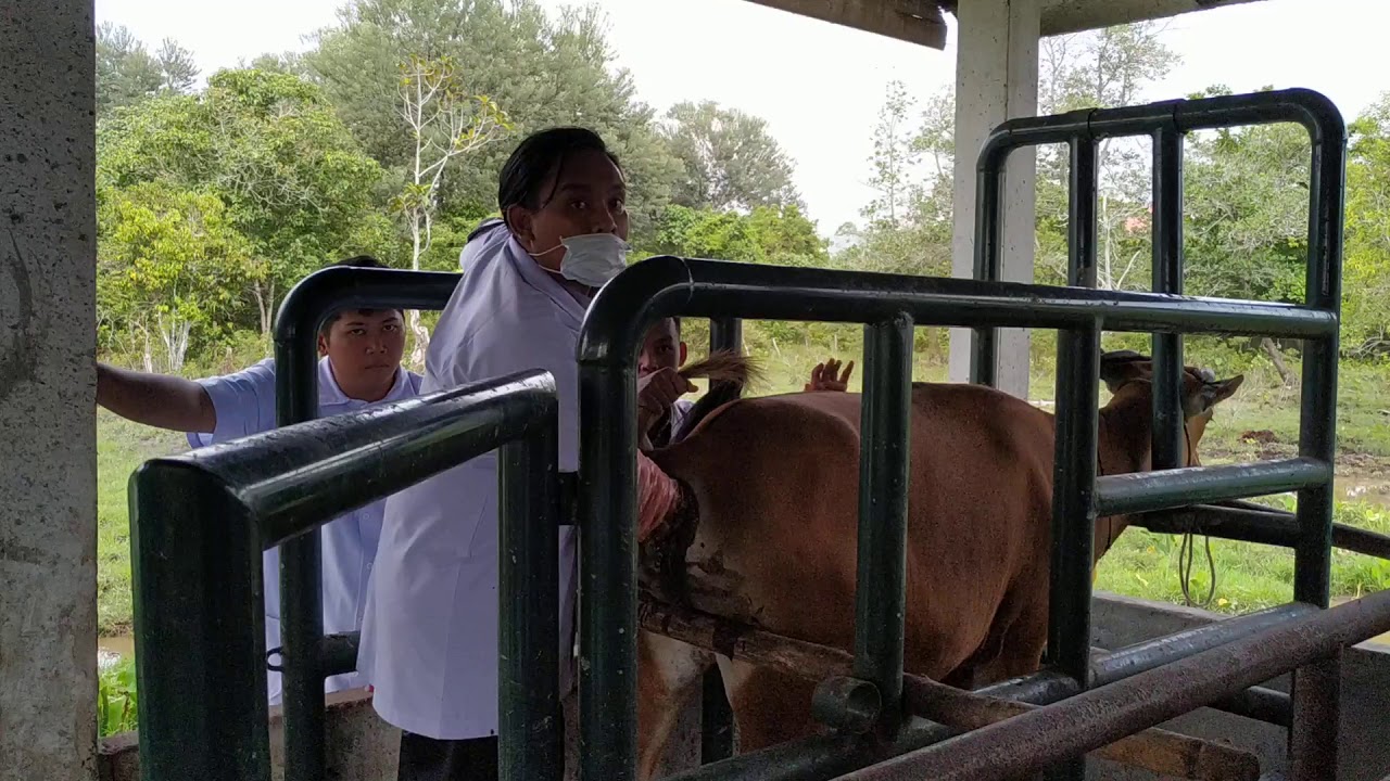 Percobaan Palpasi ternak sapi bali - YouTube