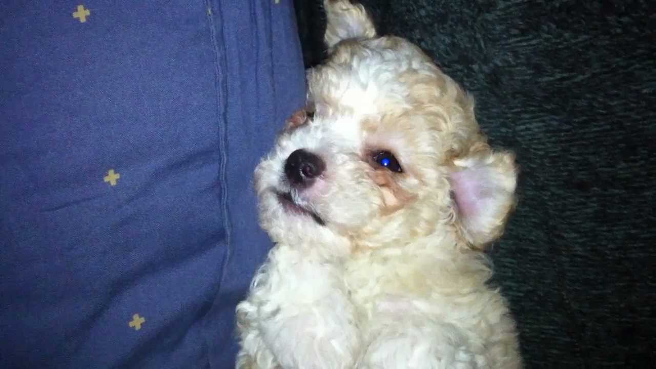 Cockapoo puppy sleeping - YouTube