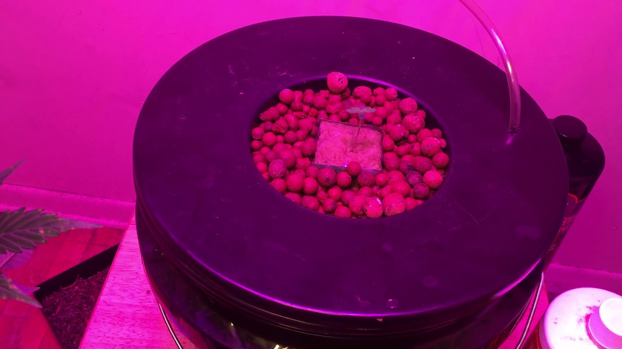 Week #1 Stardawg Autoflower First Timer DWC GROW - YouTube
