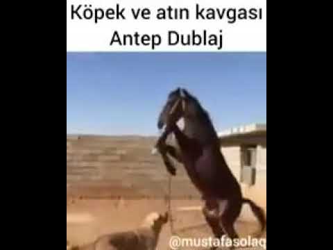 Antep dublaj