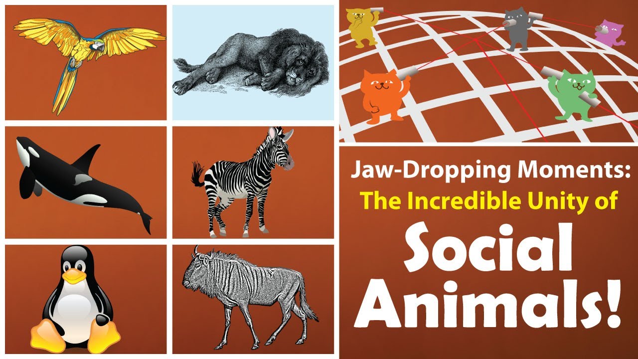 Social Animals Unveiled: Mind-Blowing Unity in Nature's Awe - YouTube