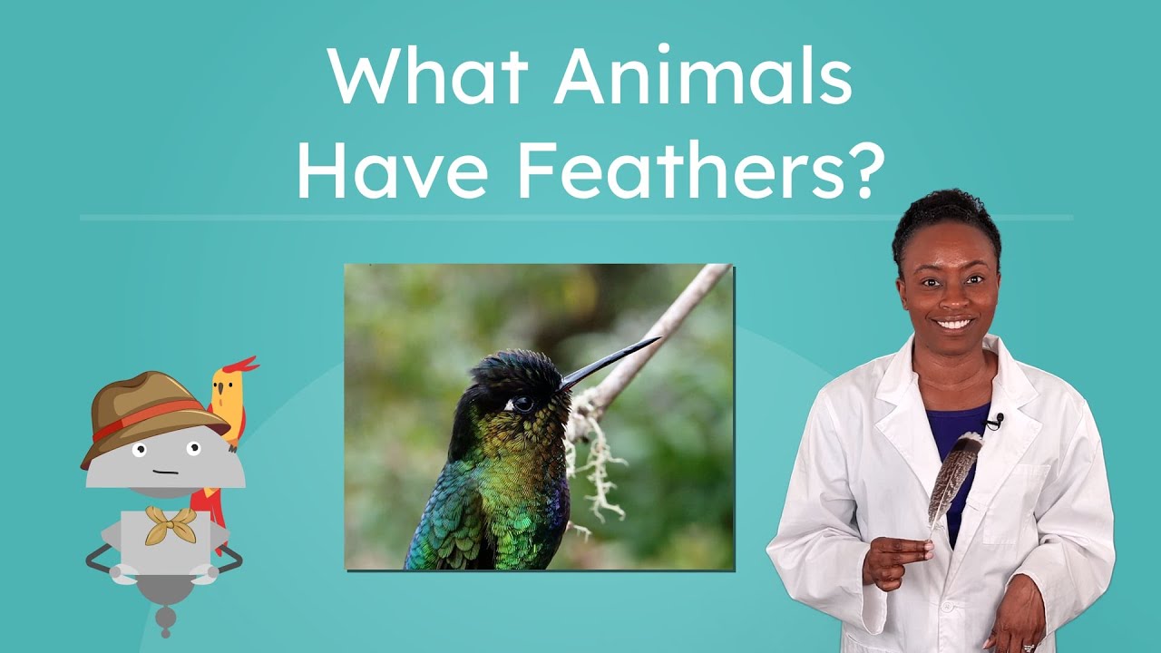 What Animals Have Feathers? - Learning About Birds - YouTube