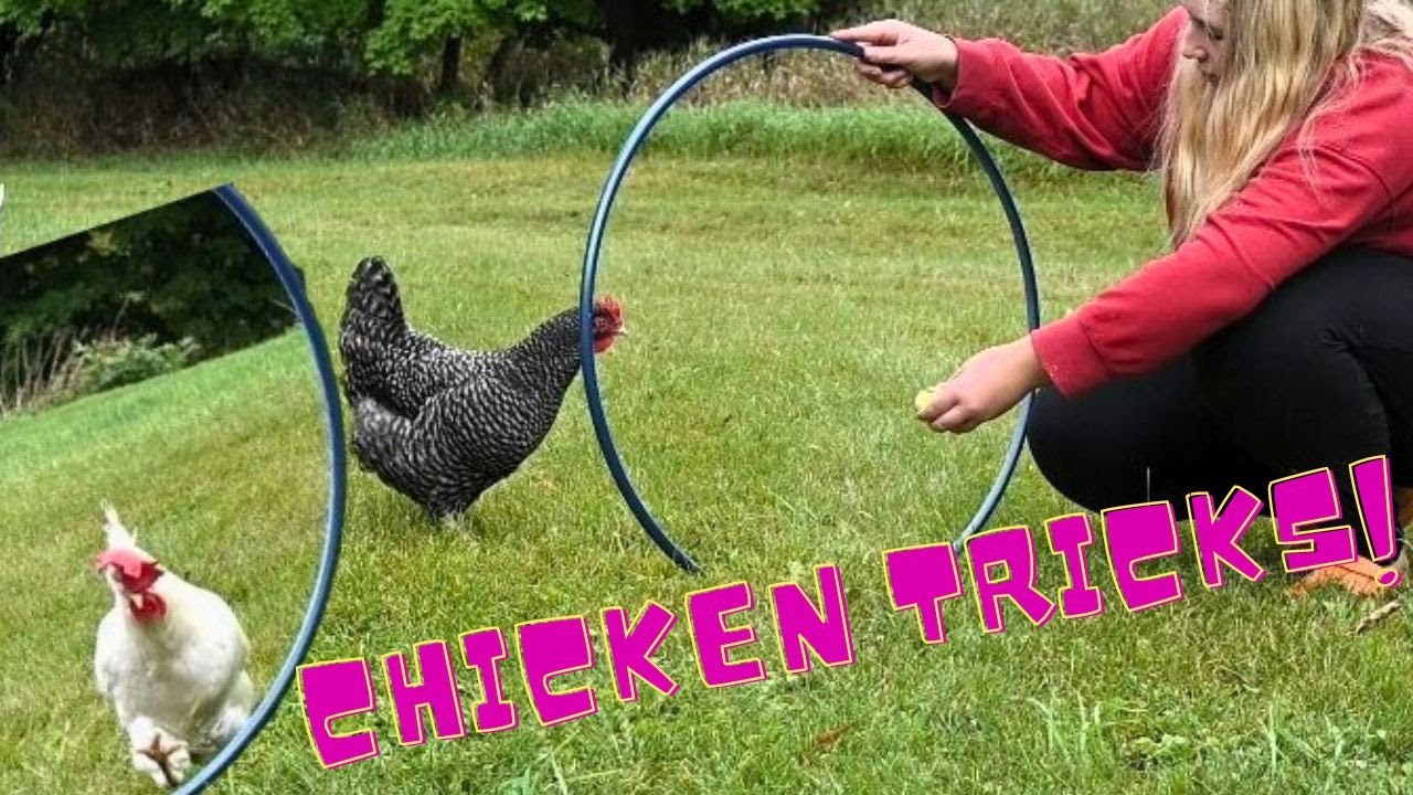We Taught Our Chickens To Jump Thorough A Hoop! - YouTube