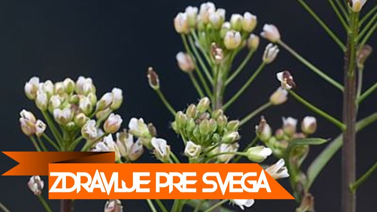 Rusomača TINKTURA i ČAJ za CIRKULACIJU, ČISTI KRV, JAČA SRČANI MIŠIĆ ...