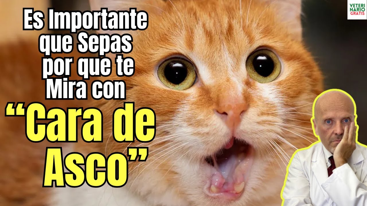 😼🤢 ¡CARA de ASCO! ¿Por qué tu GATO te mira así? 😱 ¡LA RAZÓN CIENTÍFICA ...