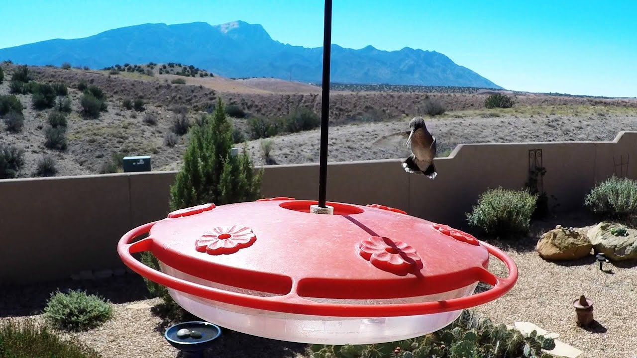 Slow Motion Hummingbird (GoPro Flux) Instagram - YouTube