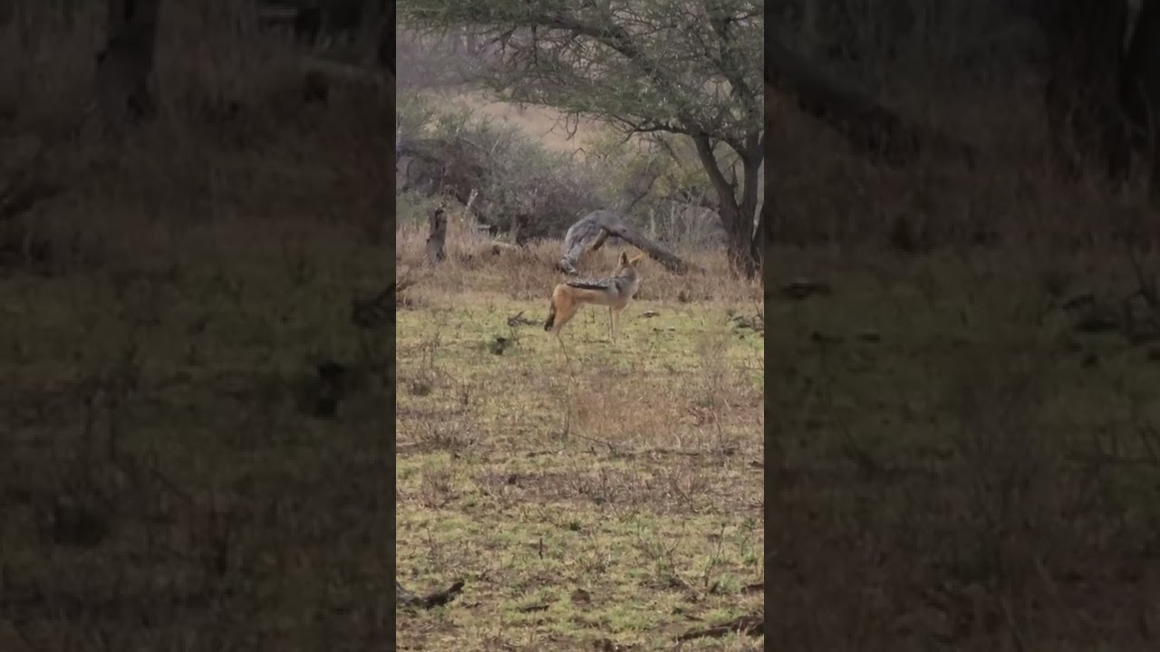 Jackal Alarm Call #fyi #jackal - YouTube