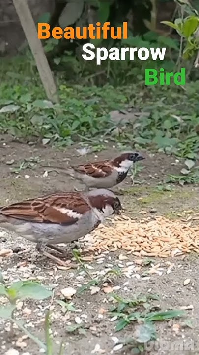 Beautiful sparrow bird sound - YouTube