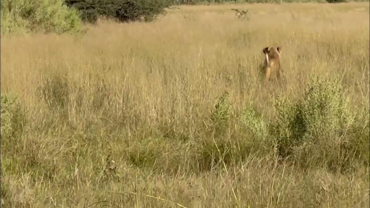 Lion chase - YouTube