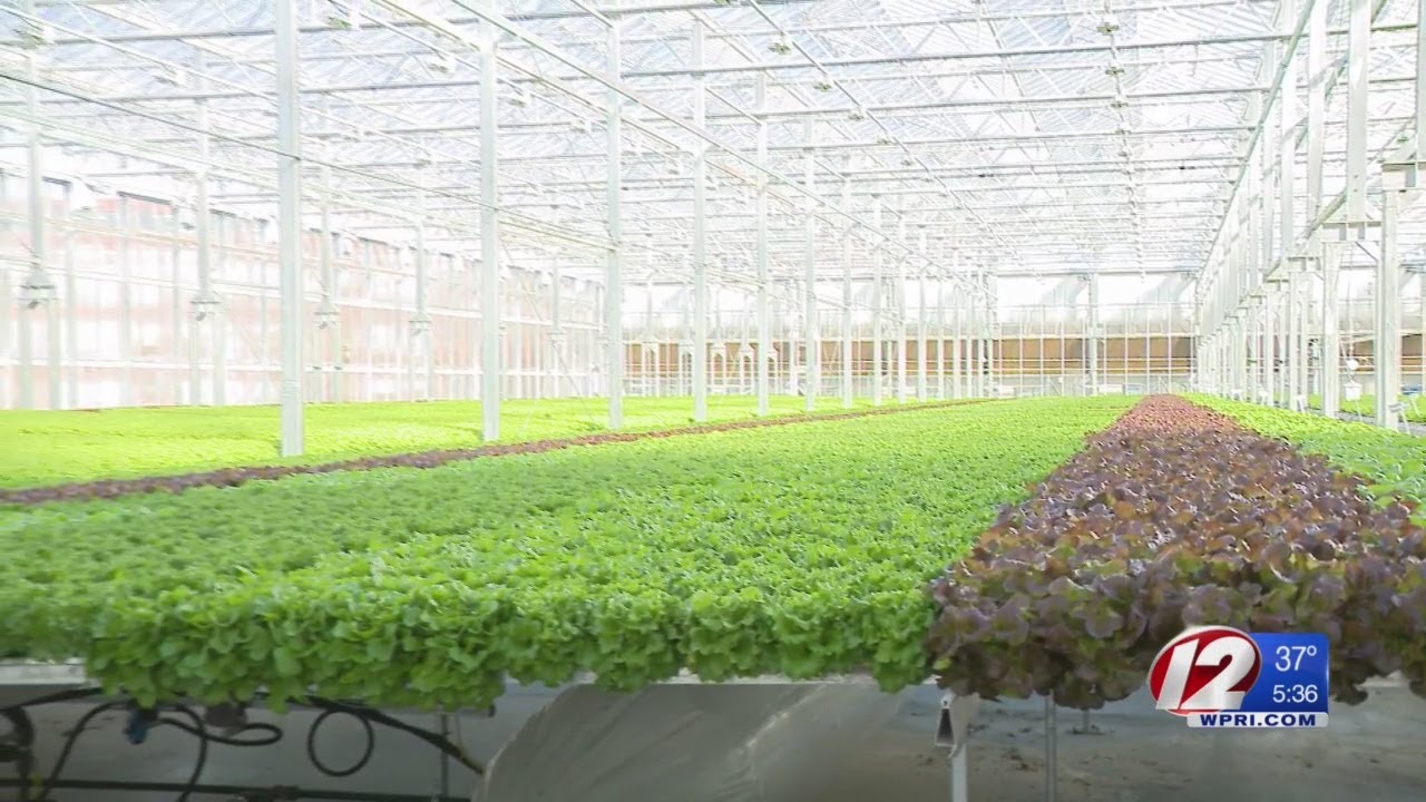 High-tech greenhouse opens in converted GE factory - YouTube