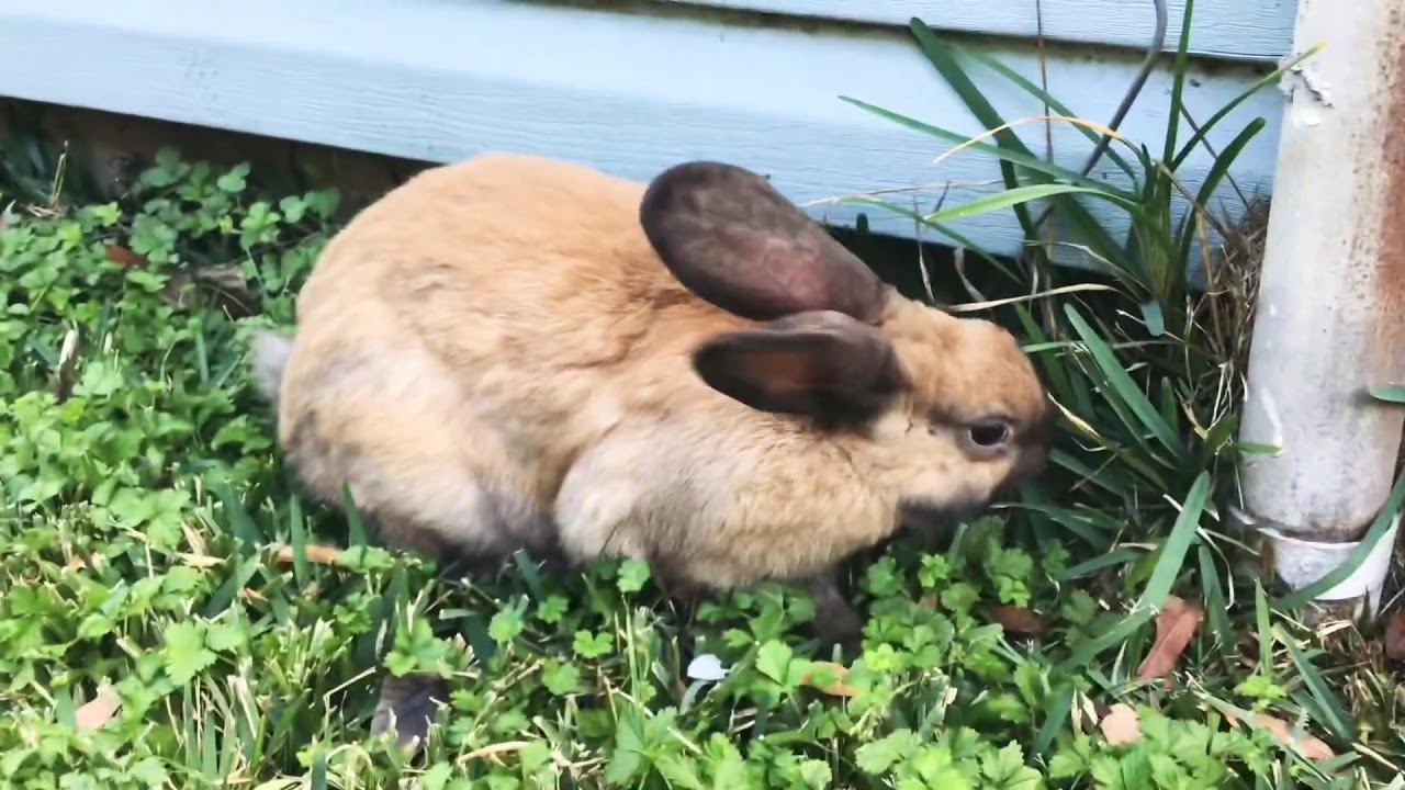 Hungry rabbits :) like and sub plz - YouTube