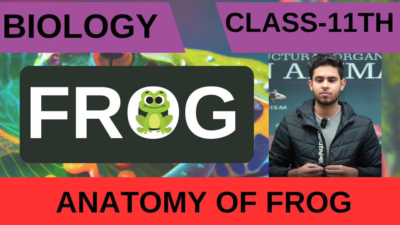 FROG CLASS-11TH BIOLOGY | anatomy of frog | NCERT FULL COVERED ...