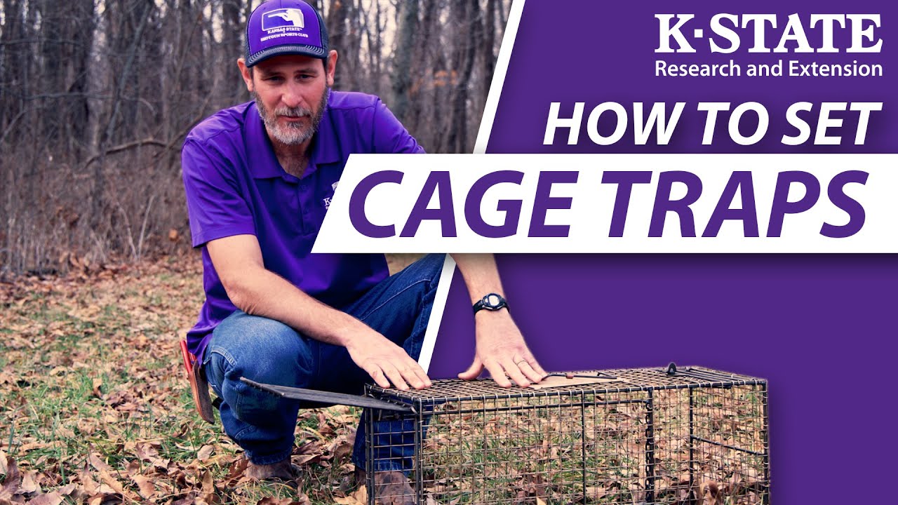 The Complete Guide To Cage Traps/Live Traps | K-State Research and ...
