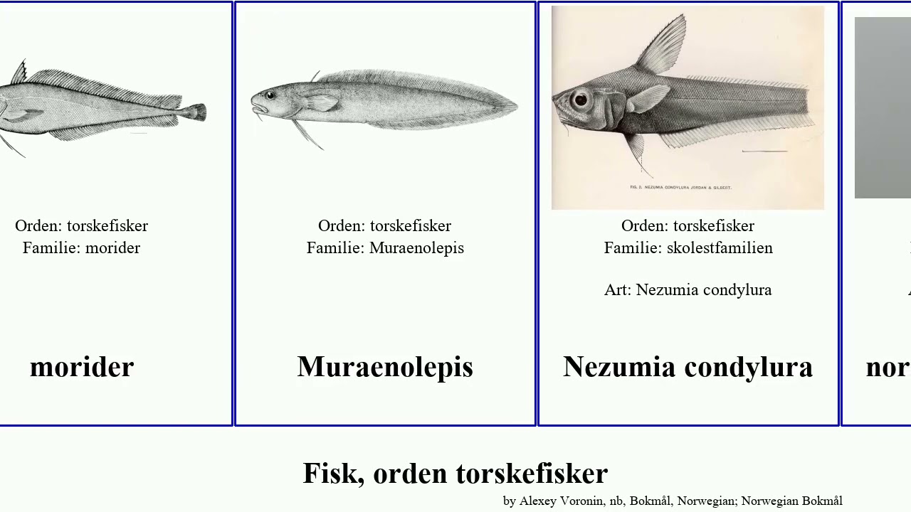 Fisk, orden torskefisker skolest tangbrosme fish lange sei lysing ...