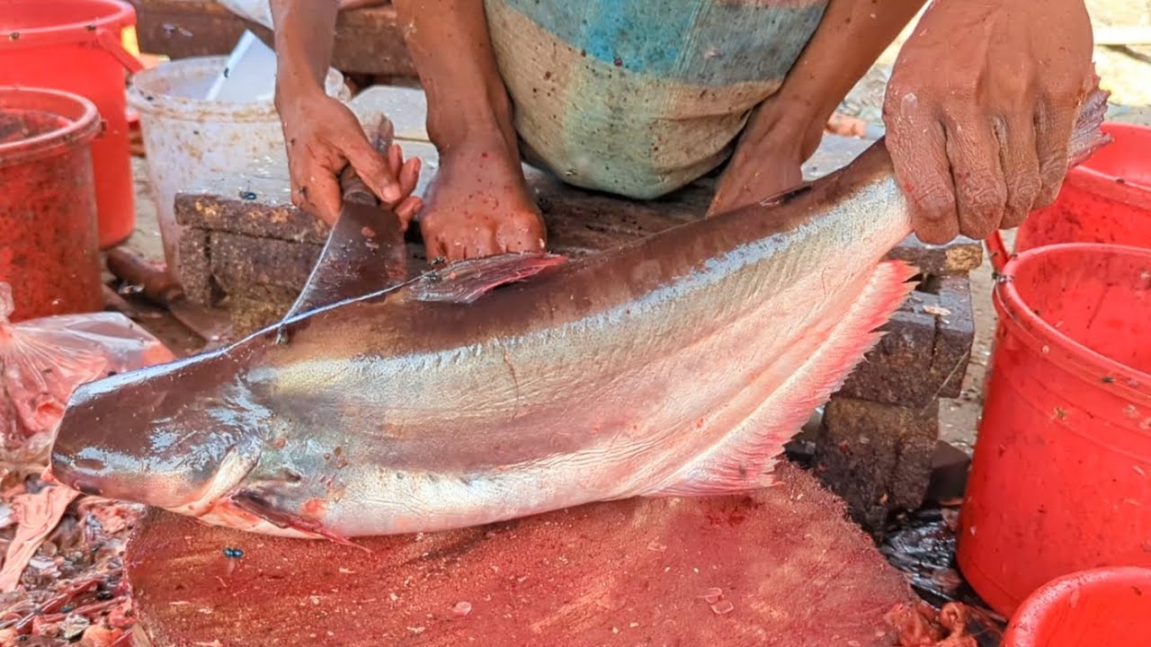 Popular Big Size Pangush Fish Cutting Live in Local Fish Market || Fish ...