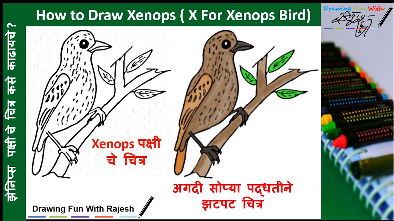 How to draw Xenops|How to draw Xenops step by step easy | Xenops चे ...