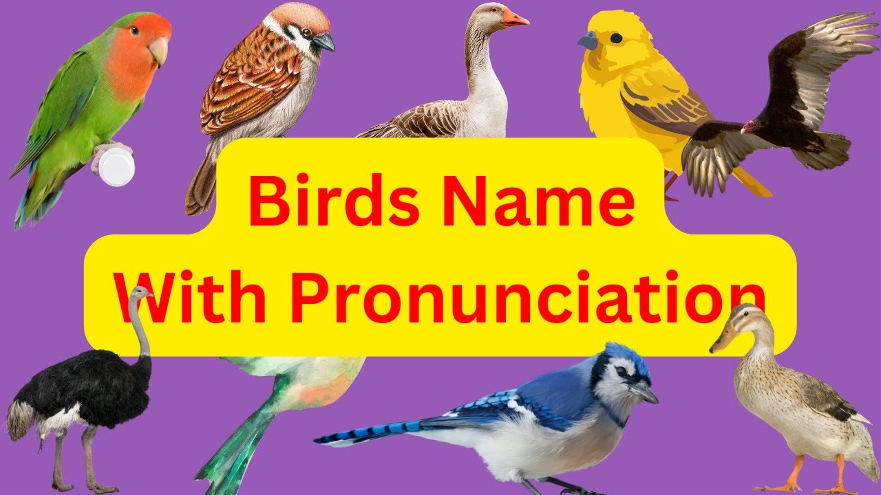 Birds names in English with pictures | Birds names in English with ...