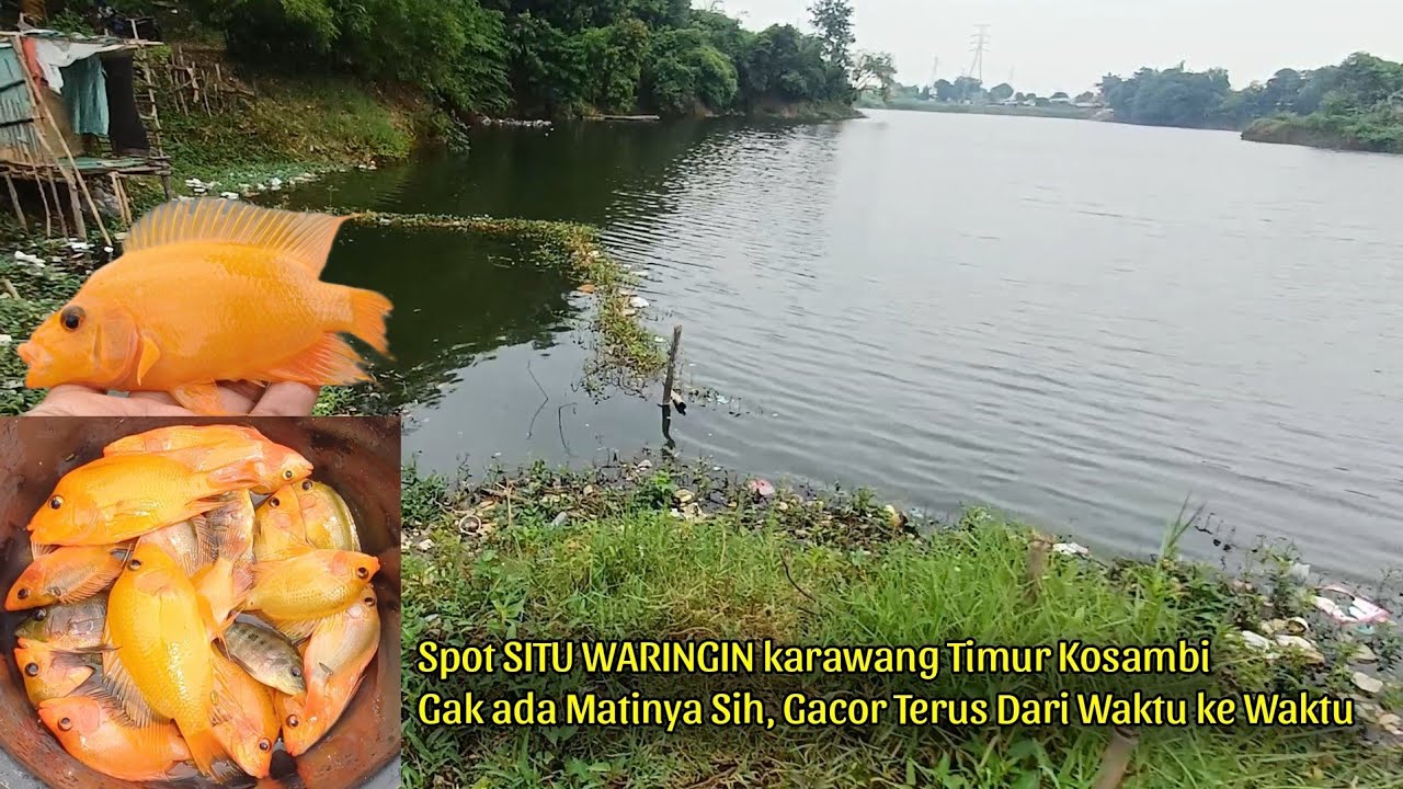 MAU MUSIM APAPUN DISINI TETAP GACOR• Mancing Ikan Hama RED DEVIL di ...