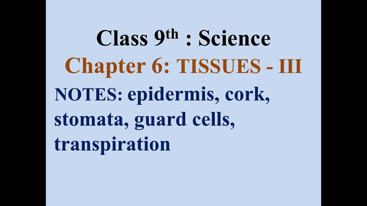 9th Class Science Chapter 6 NOTES III Tissues YouTube 9th-class-science-chapter-6-notes-iii-tissues-youtube