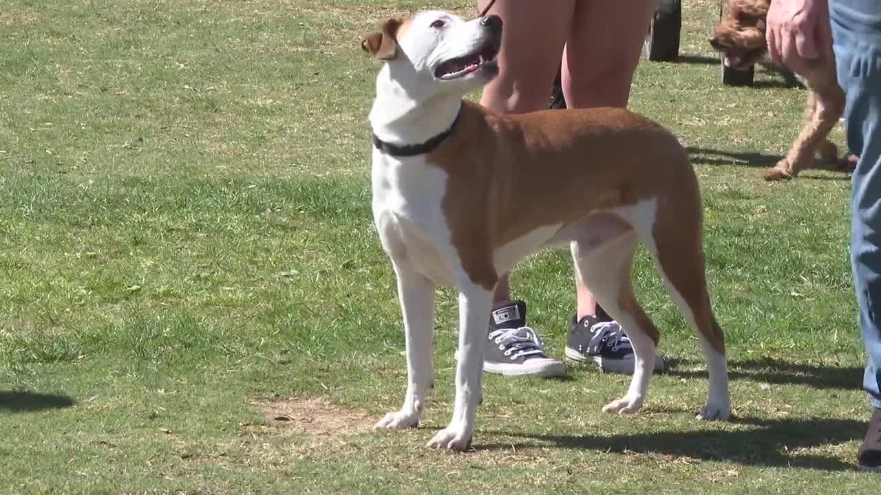 Fido Fest 2025, East County's largest dog festival - YouTube