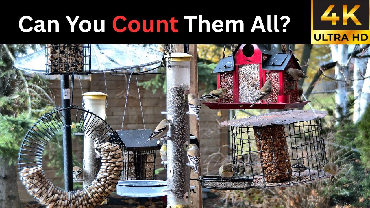 Bird Rush Hour at the Feeder 🐦🔥 | Busy Backyard Birds in 4K Ultra HD ...