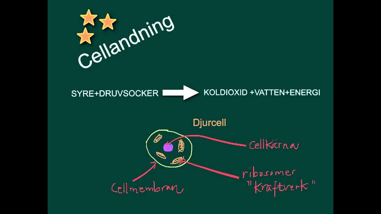 Cellandning - YouTube