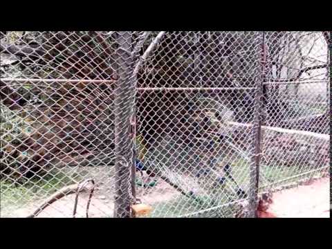 Central Zoo, Kathmandu, Nepal - YouTube