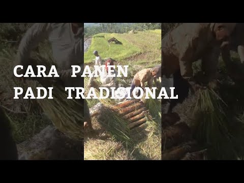 Cara tradisional memanen padi ala kampung kita - YouTube