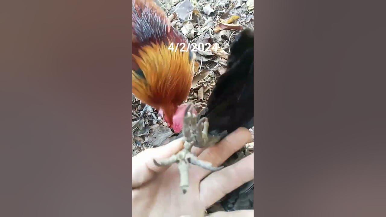 dib qaib qus - YouTube