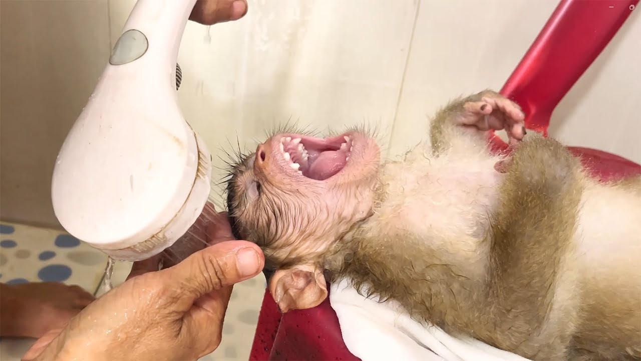 Monkey YuYu screamed with excitement when Mom shampooed and nourished ...