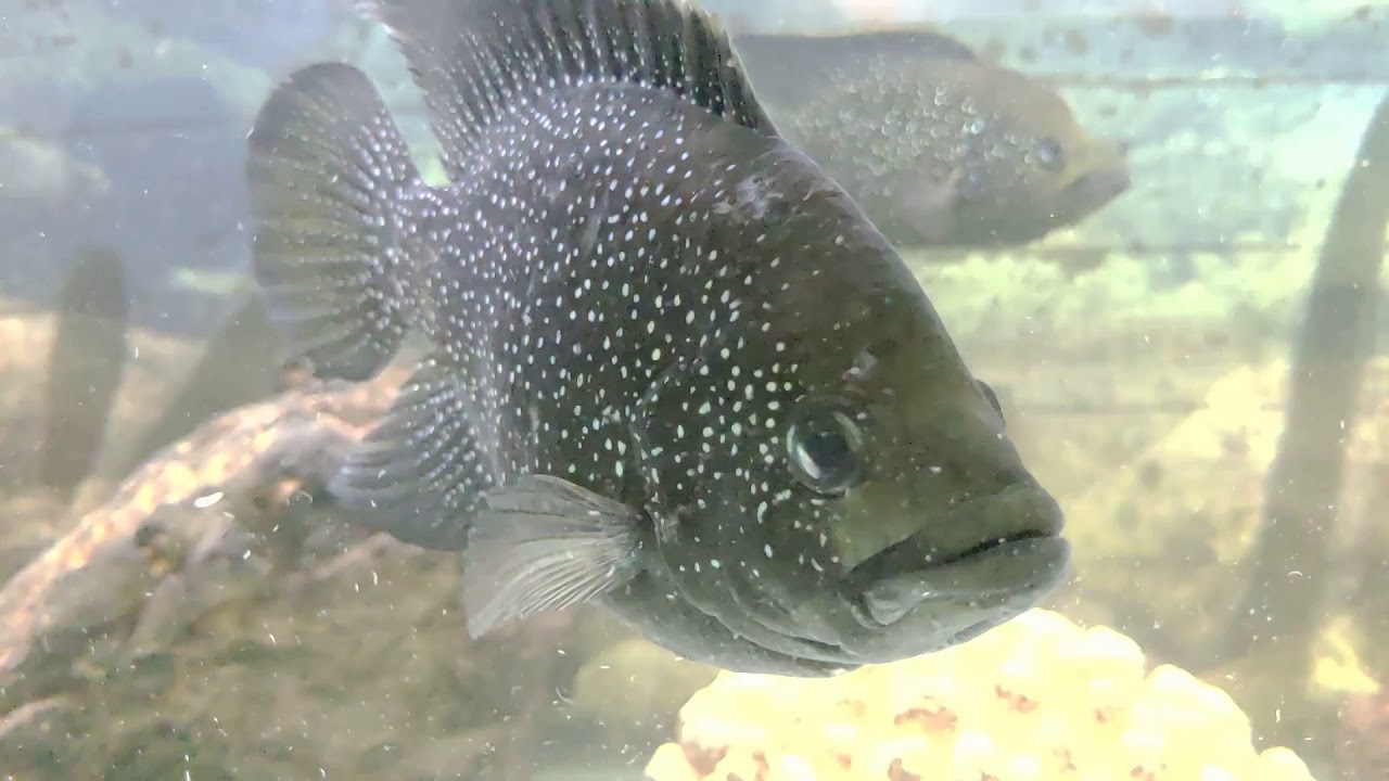 Very Beautiful Madagascar Paratilapia Polleni Cichlid fish (Black ...