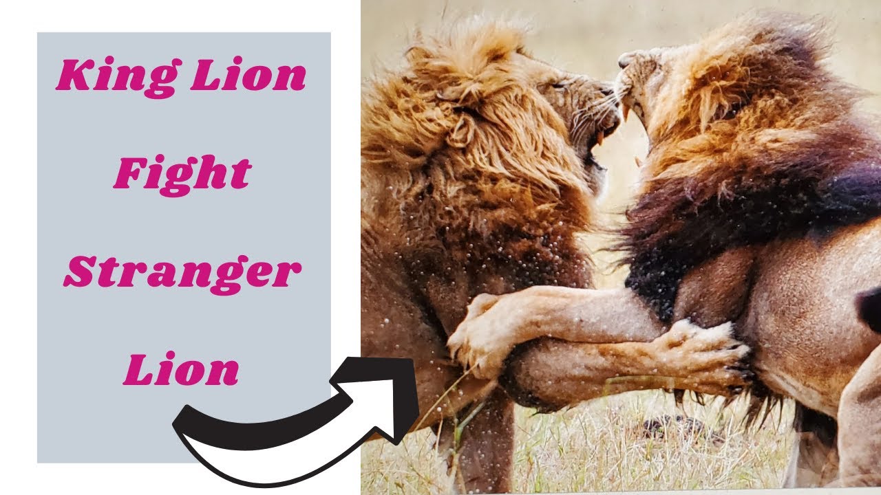 The Absolute Scariest Lions Fight strange Lion. - YouTube